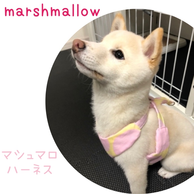 Riet KUKU 6.モデルちゃん Thank you. | ハンドメイドマーケット minne